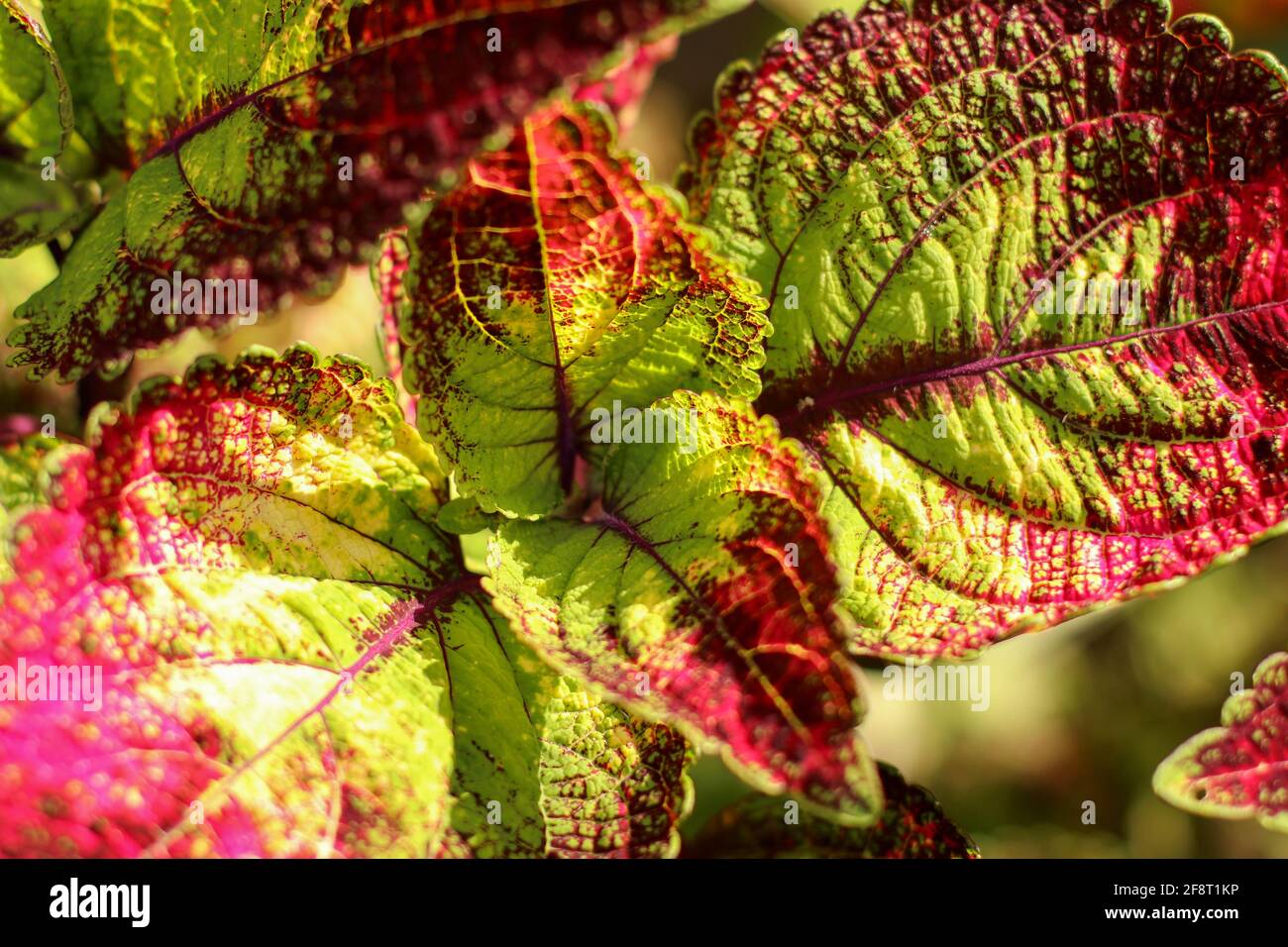 Plectranthus scutellariodes Fireball. Top view of Plectranthus ...