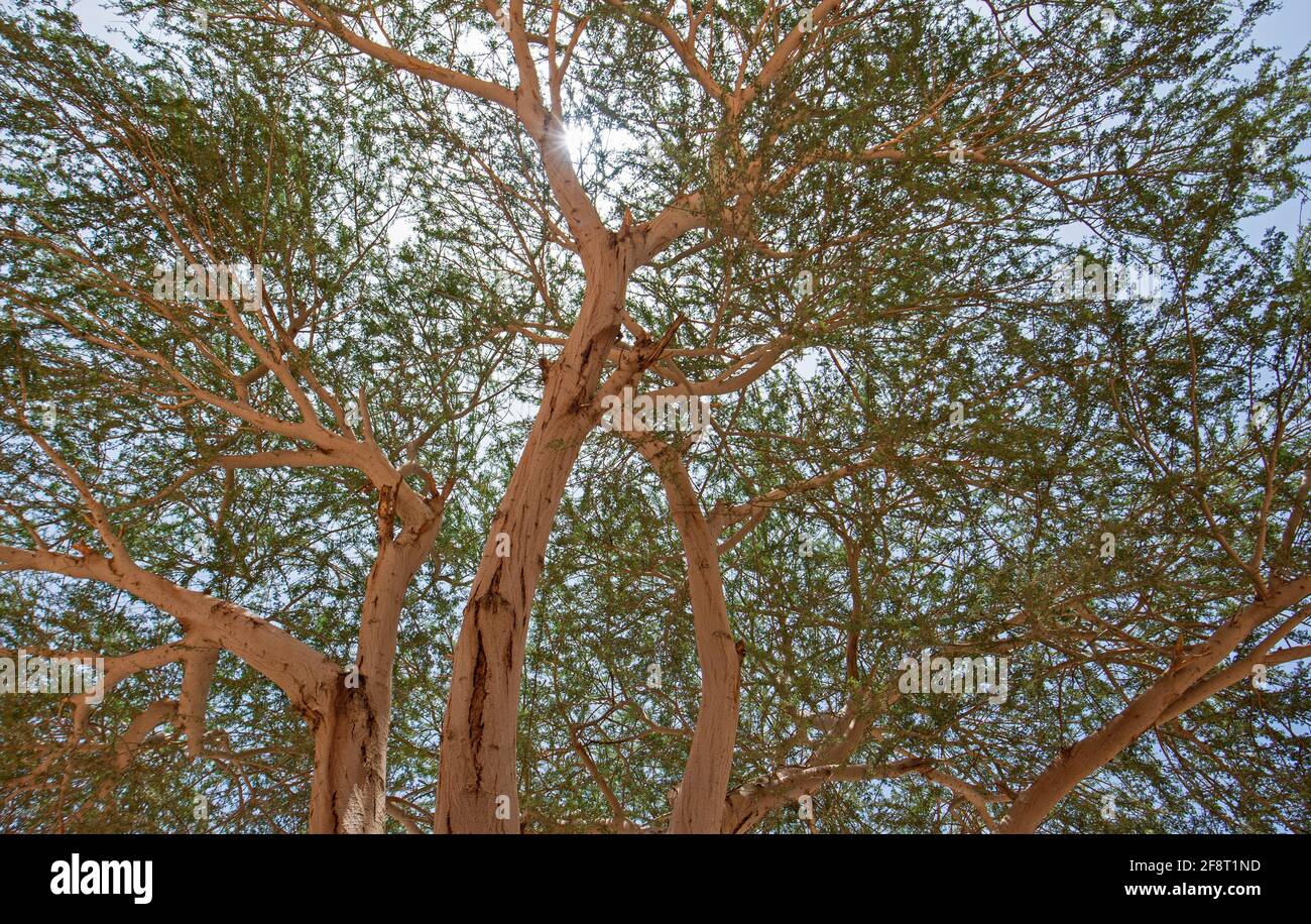 Scenic view through branches and foliage of desert acacia tree with ...