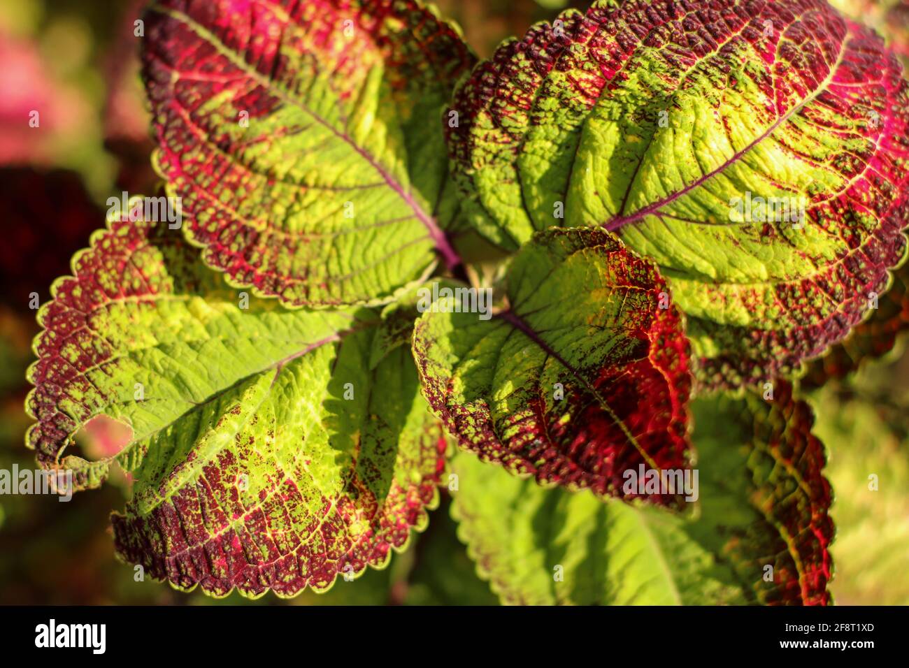 Plectranthus scutellariodes Fireball. Top view of Plectranthus ...