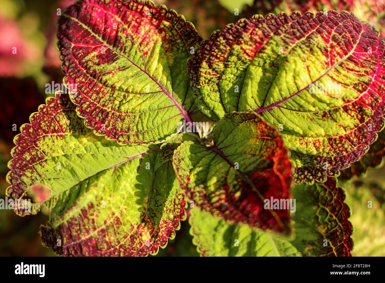 Plectranthus scutellariodes Fireball. Top view of Plectranthus ...