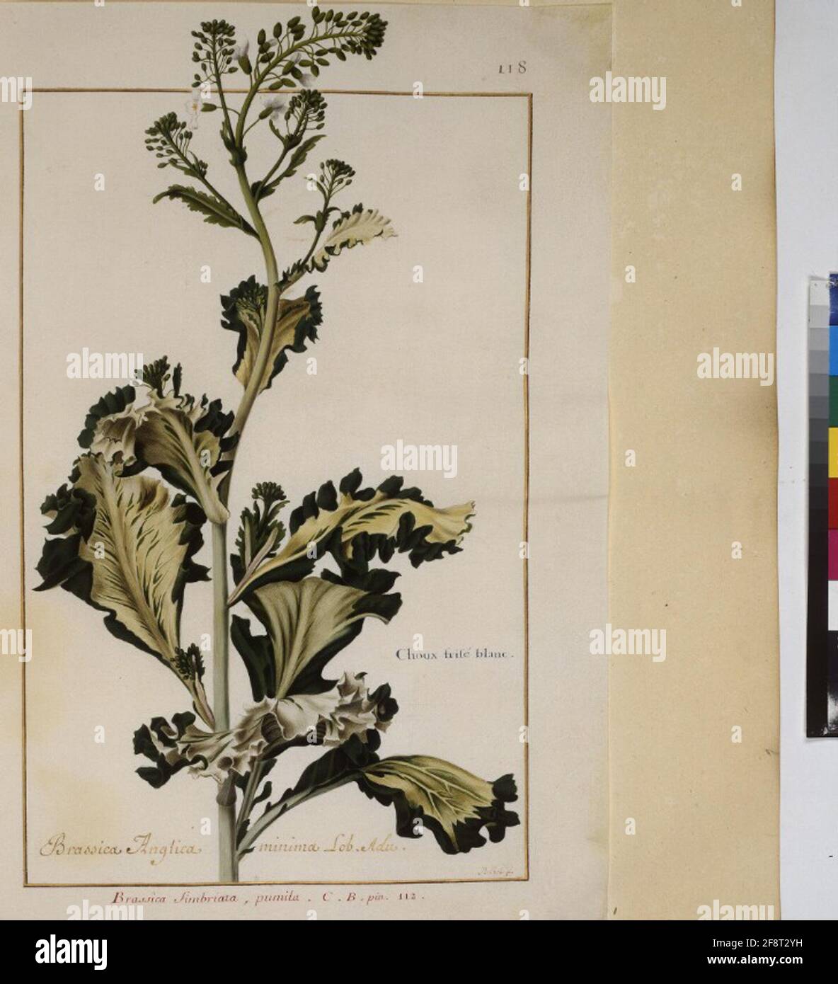 Cod. Min. 53, vol. 3, fol. 118r: Florilegium of Prince Eugene of Savoy ...