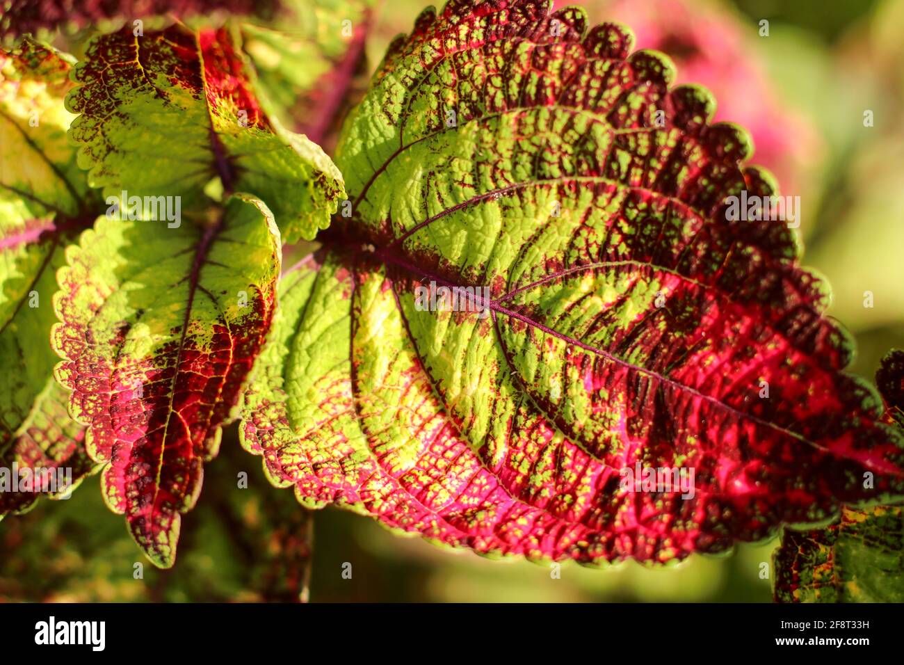 Solenostemon, commonly known as Coleus. the most darkish pink coleus ...