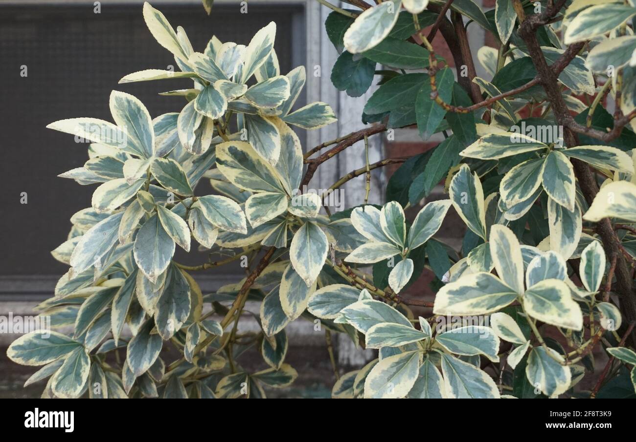 Fresh foliage of variegated ficus Stock Photo - Alamy