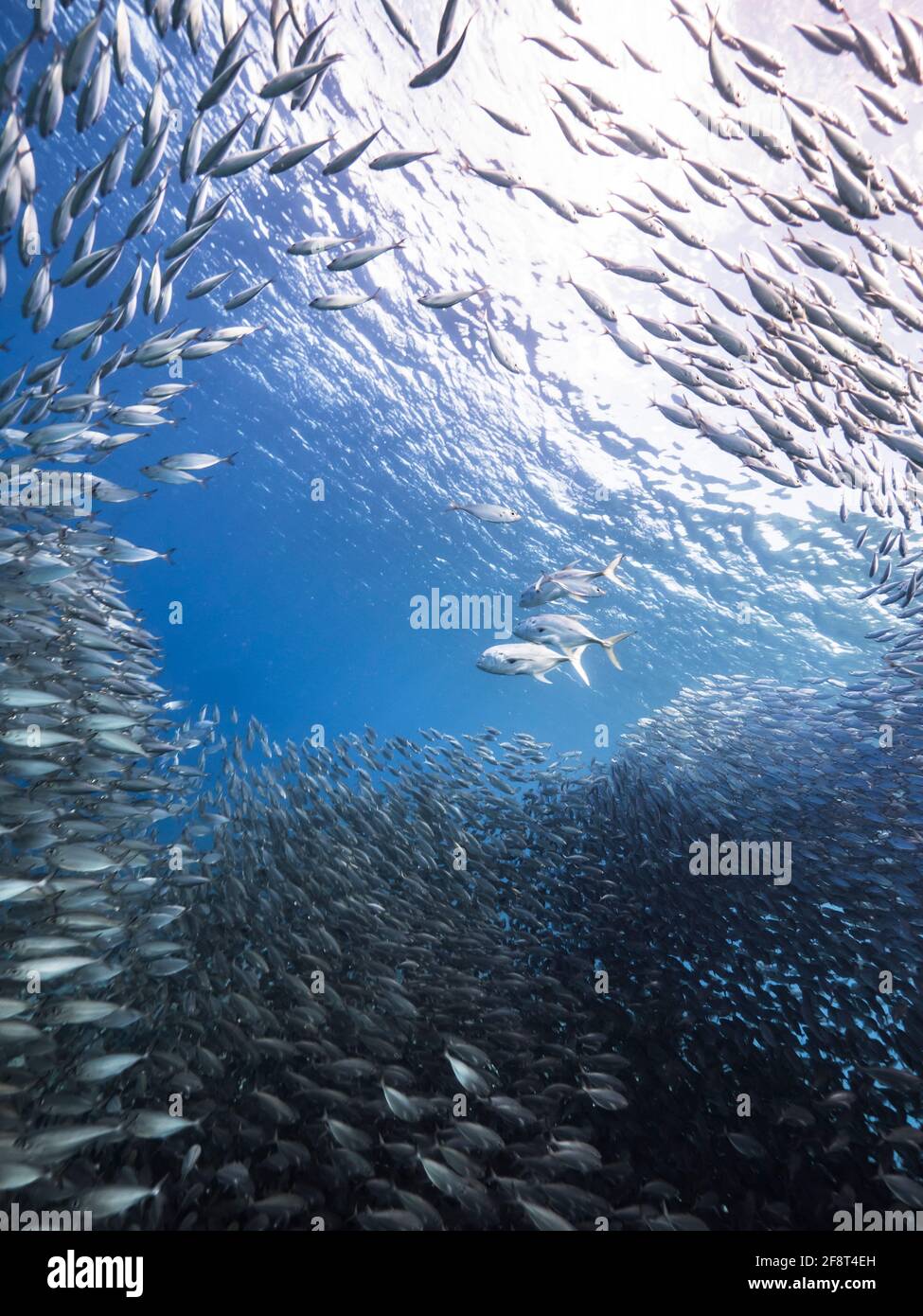 Hunting Jacks in bait ball, school of fish in turquoise water of coral ...