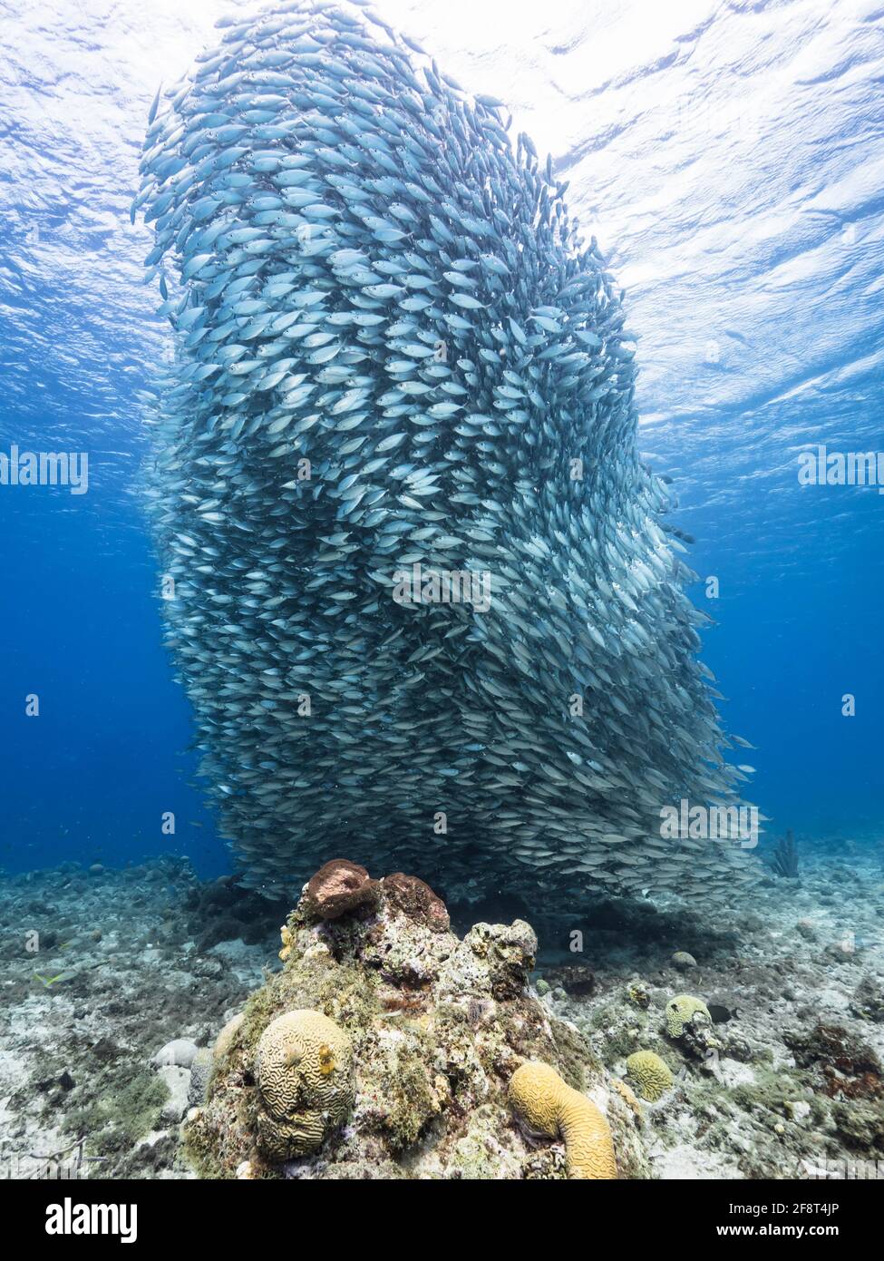 Bait ball, school of fish in turquoise water of coral reef in Caribbean ...