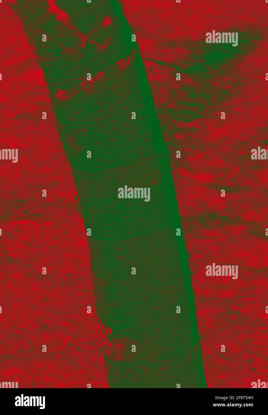 Duo tone impression of a Silver Birch tree trunk Stock Photo - Alamy