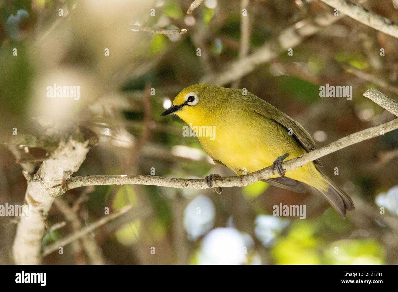 Yellow bird known as Japanese White Eyes Zosterops japonicus has white ...
