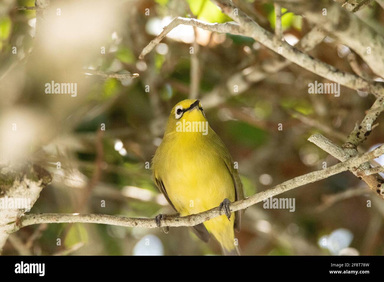 Yellow bird known as Japanese White Eyes Zosterops japonicus has white ...