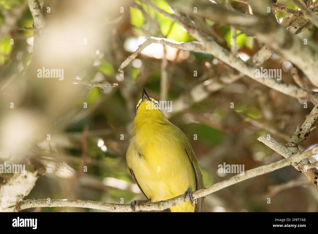 Yellow bird known as Japanese White Eyes Zosterops japonicus has white ...