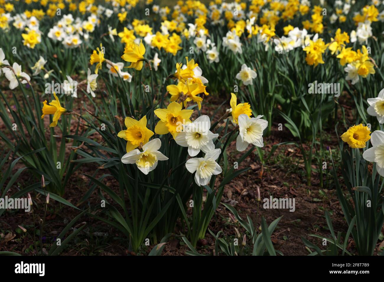 Spring Narcissus flowers blooming in the garden Stock Photo - Alamy