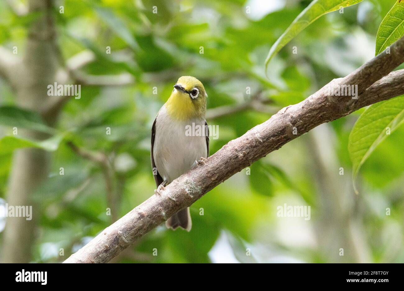 Yellow bird known as Japanese White Eyes Zosterops japonicus has white ...