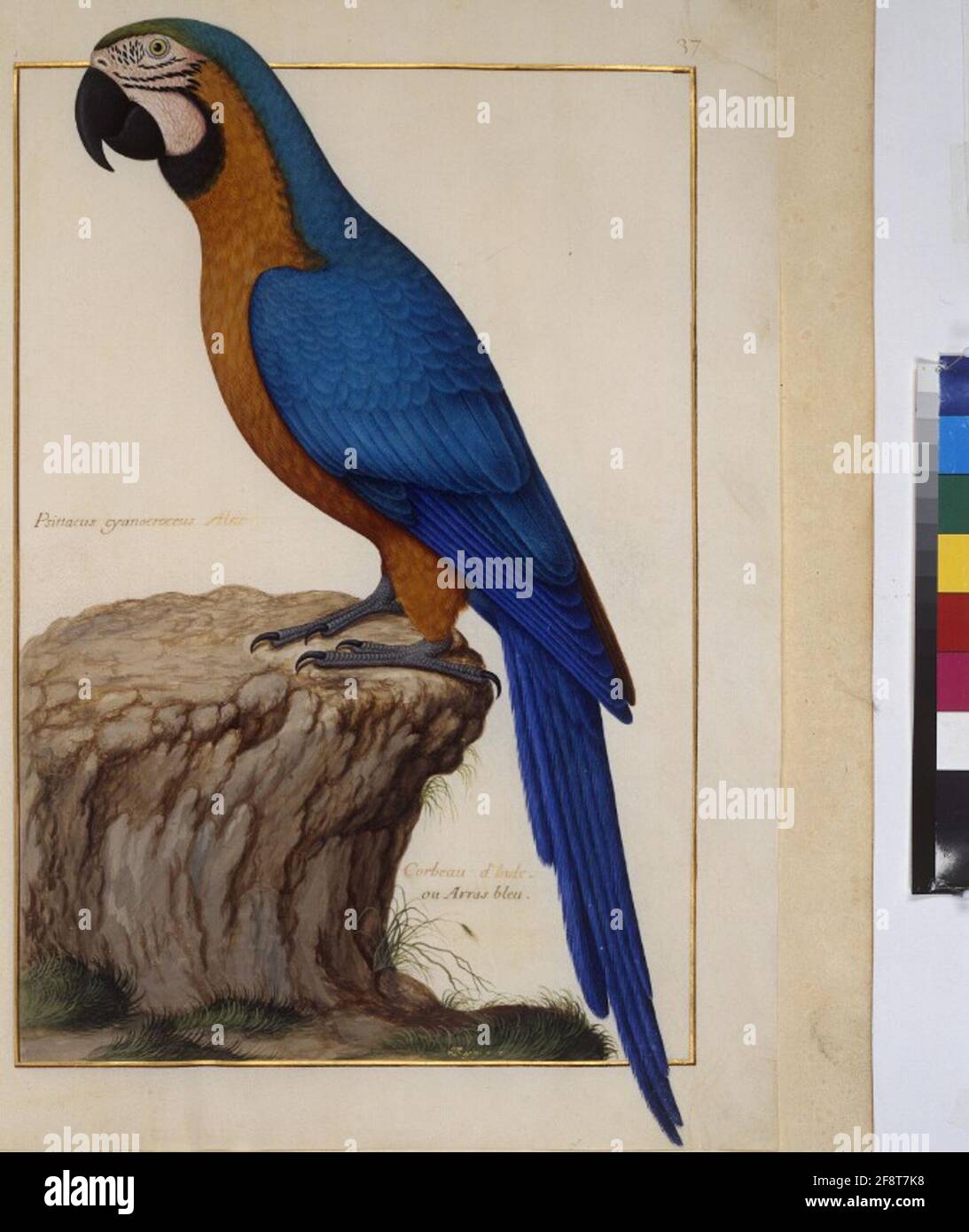 Royal parrot hi-res stock photography and images - Alamy