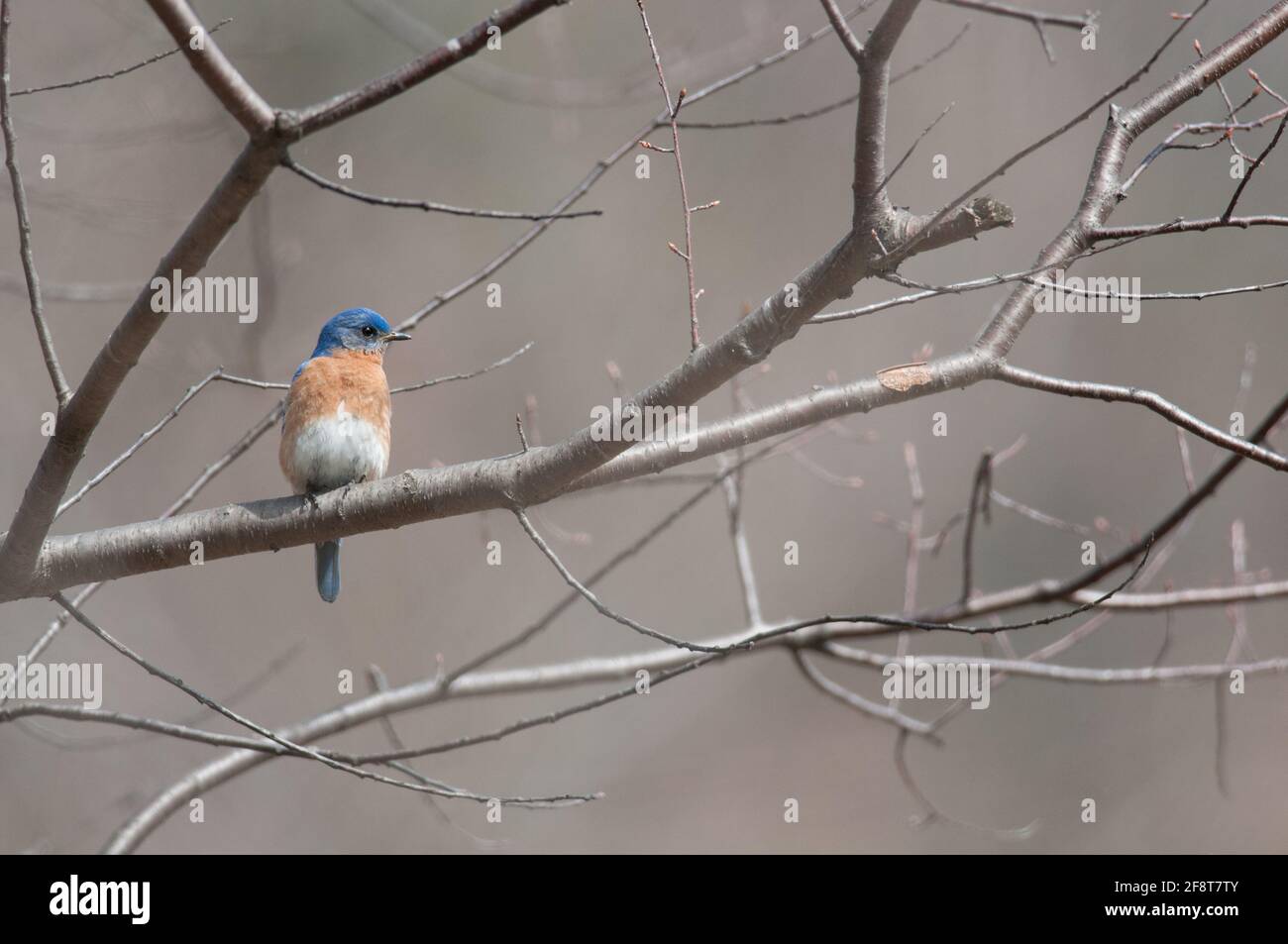 Bluebird perched on a tree branch at a nature center in New York Stock ...