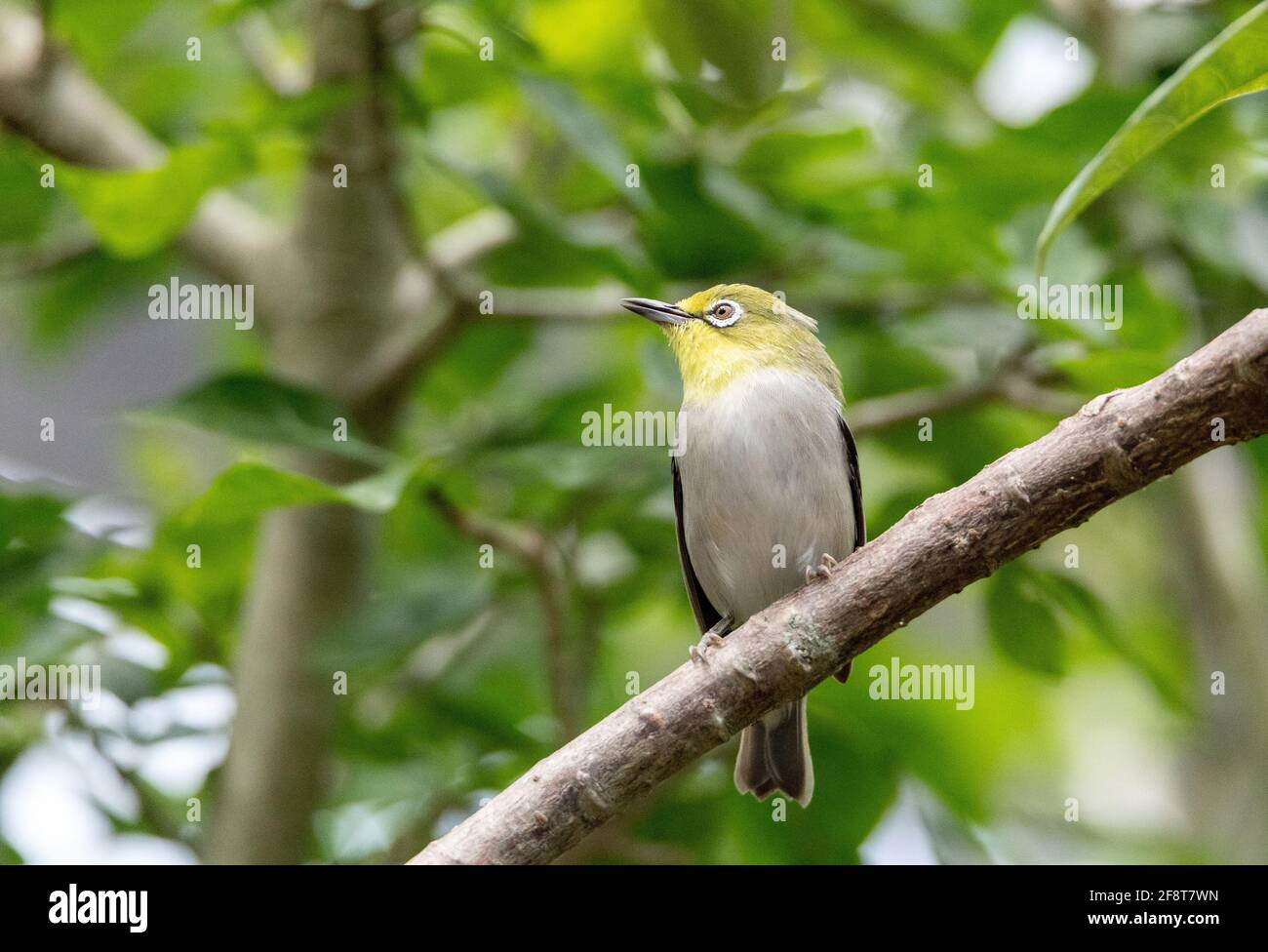 Yellow bird known as Japanese White Eyes Zosterops japonicus has white ...