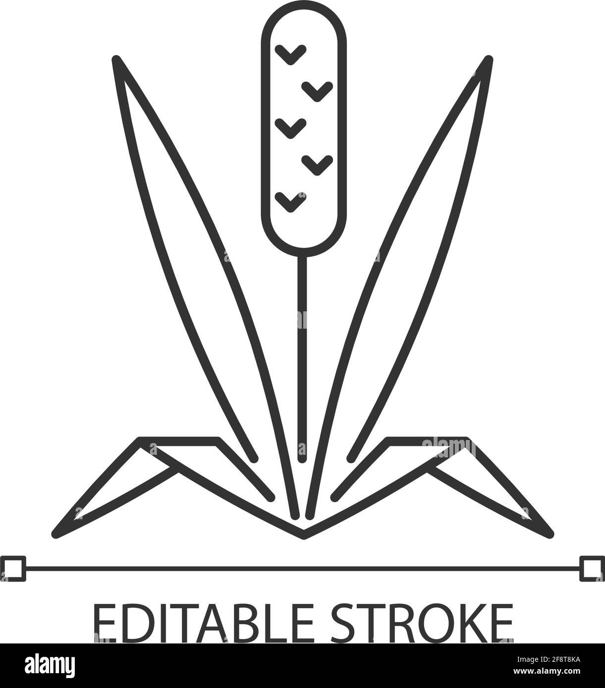 Timothy grass linear icon Stock Vector Image & Art - Alamy