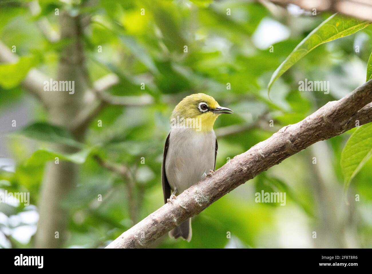 Yellow bird known as Japanese White Eyes Zosterops japonicus has white ...
