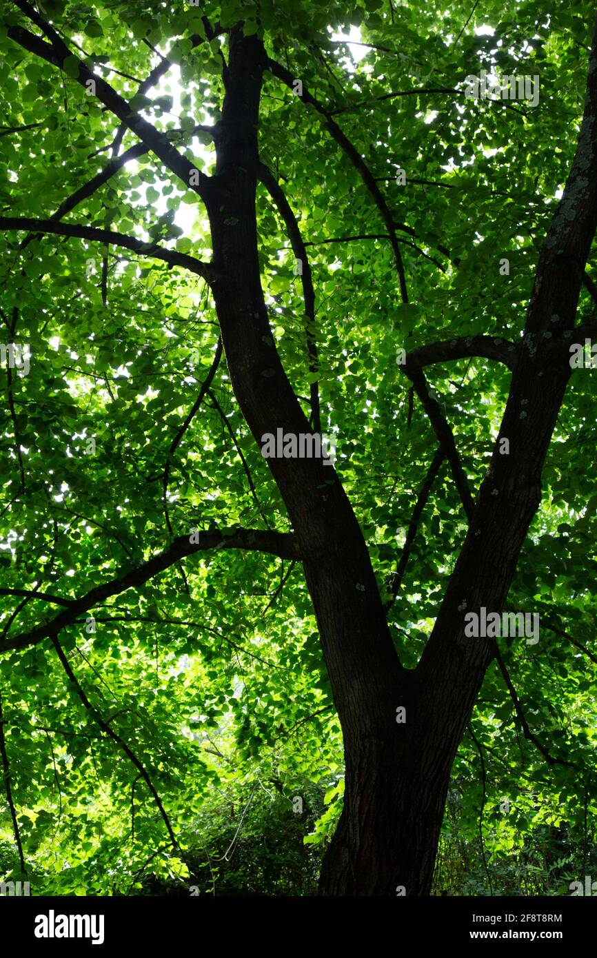Sunlight Shining Through Leaves on a Tree Stock Photo - Alamy