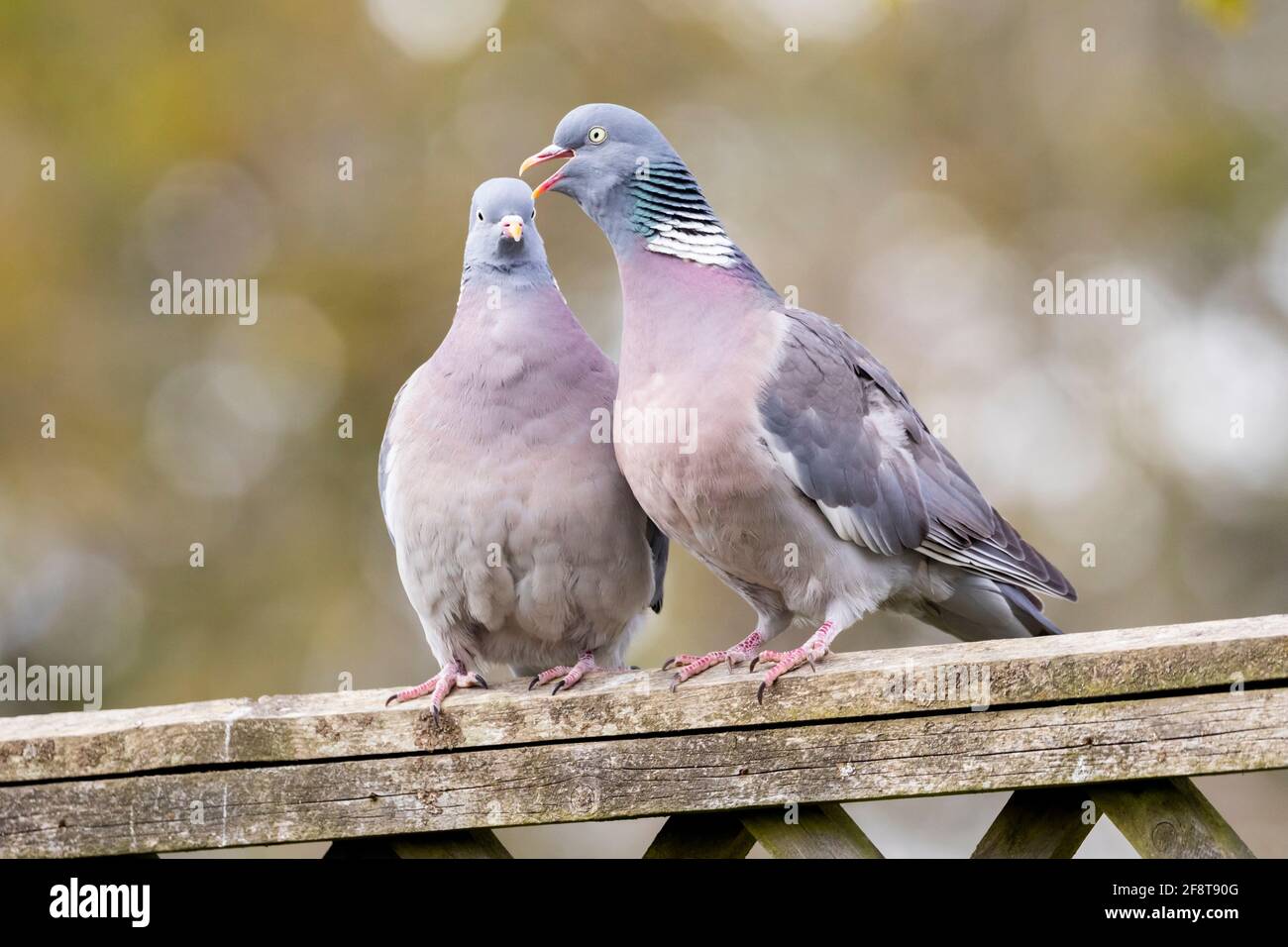 English pigeons hi-res stock photography and images - Alamy