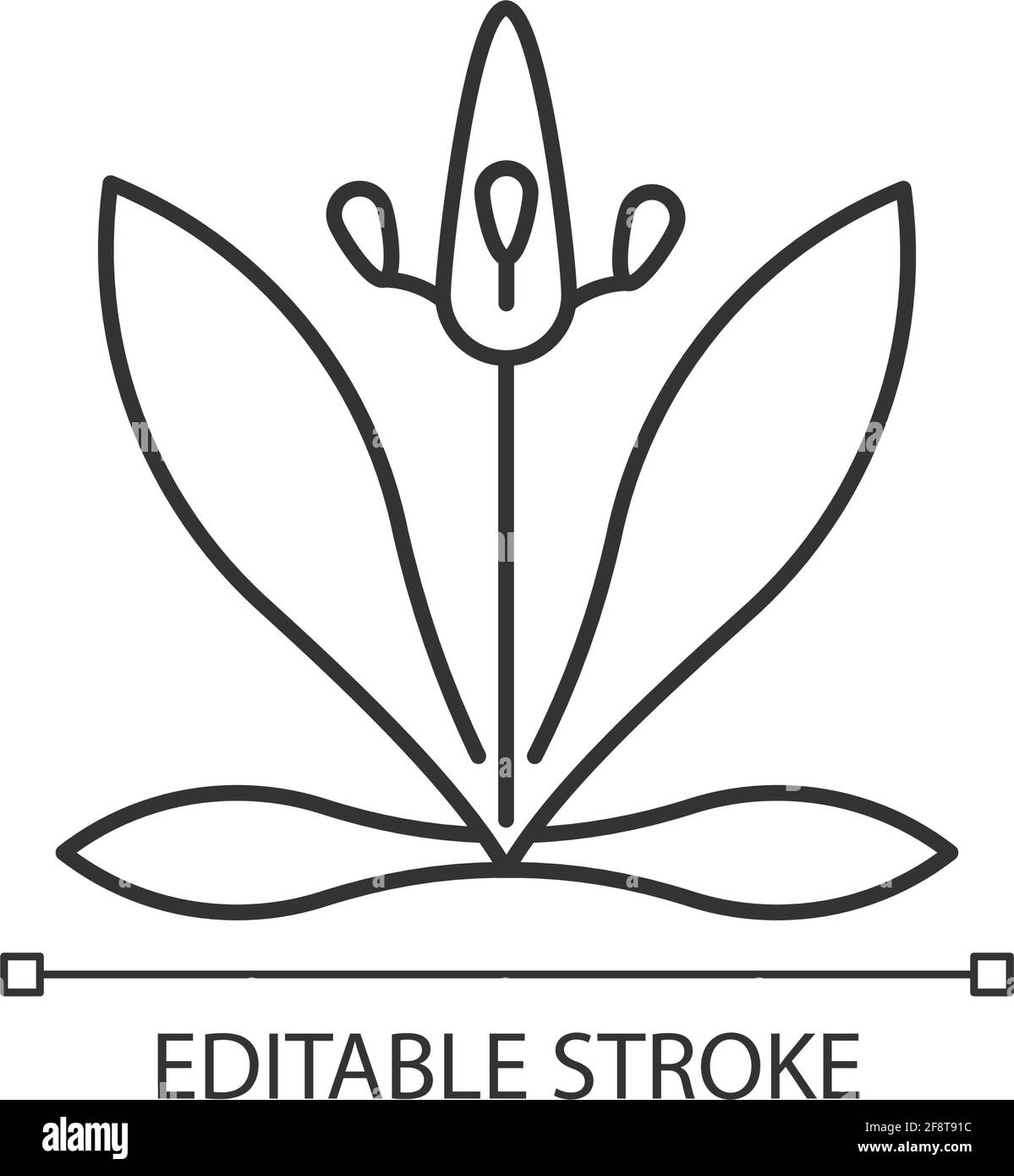 Plantain Black and White Stock Photos & Images - Alamy