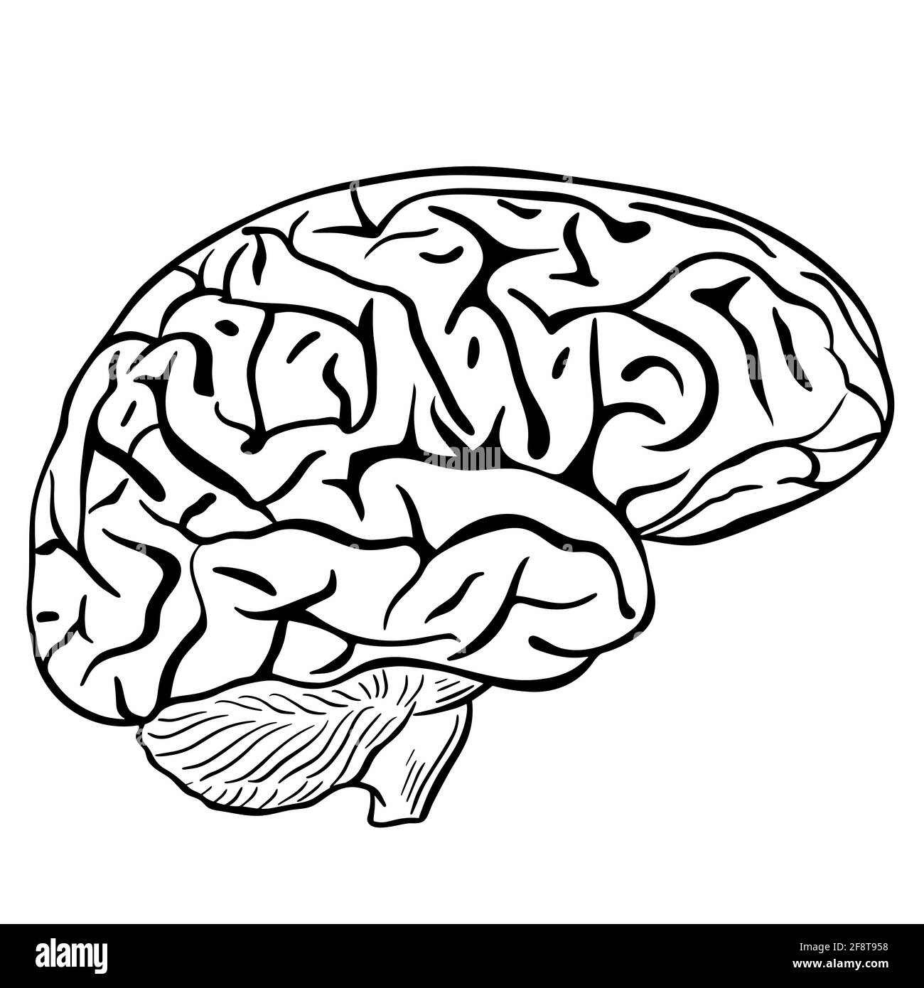 Brain Black And White Vector