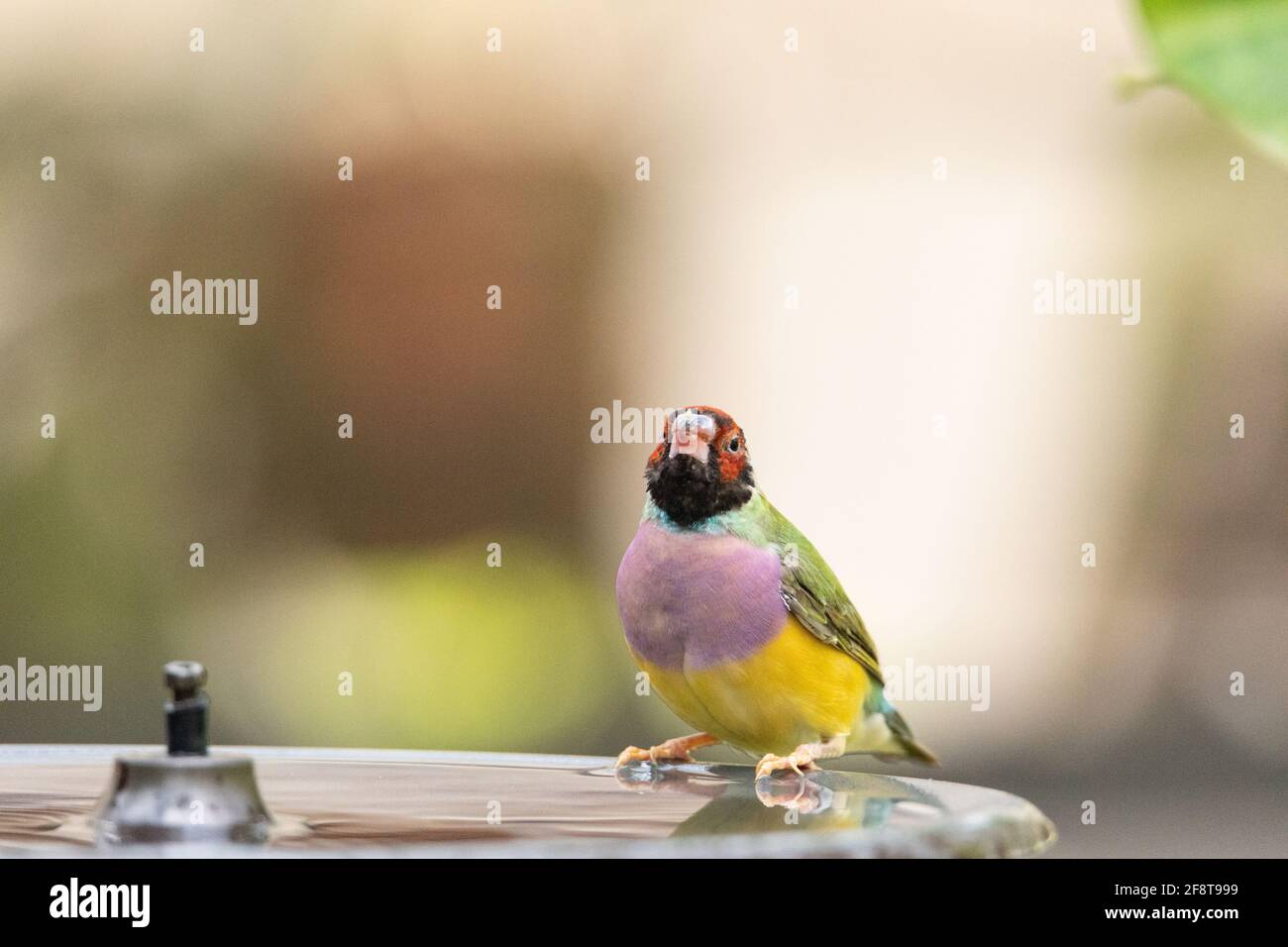 Lady Gouldian Finch bird Erythrura gouldiae in a water fountain bird ...