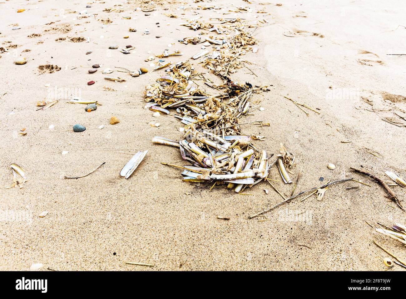 Razorfish (also known as razorshell, razor clam, common razor and pod ...
