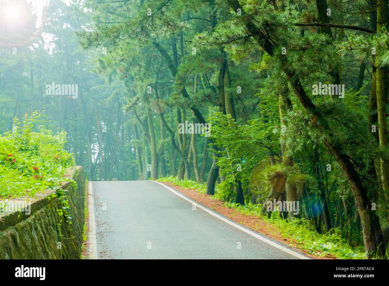 A promenade in a dense forest Stock Photo - Alamy