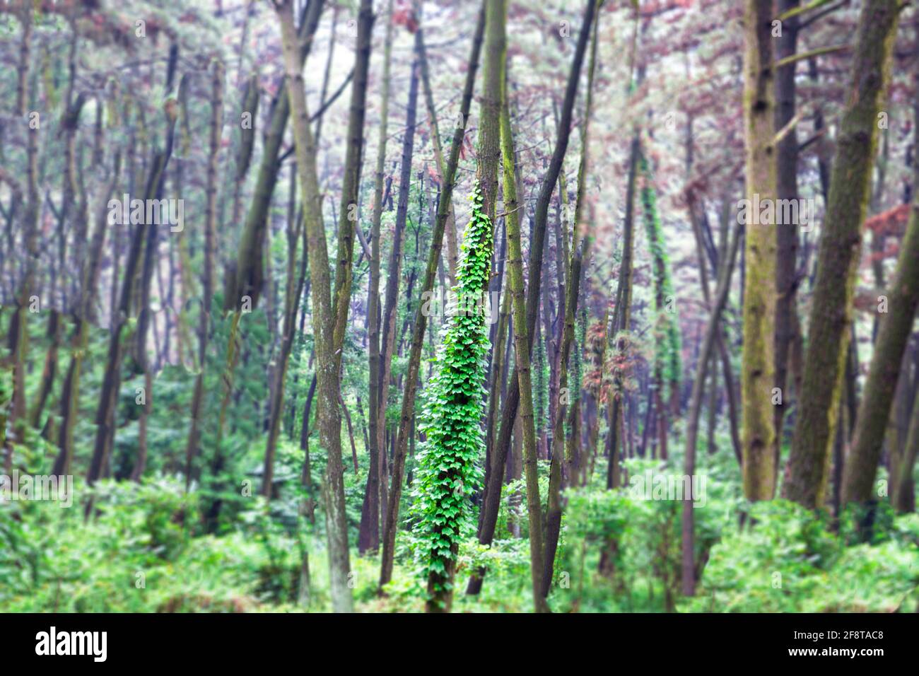 Vine pathway hi-res stock photography and images - Alamy