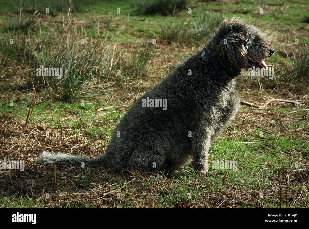 Labradoodle Dougal with his owner Mark Hayhurst.26 February 2007tom ...