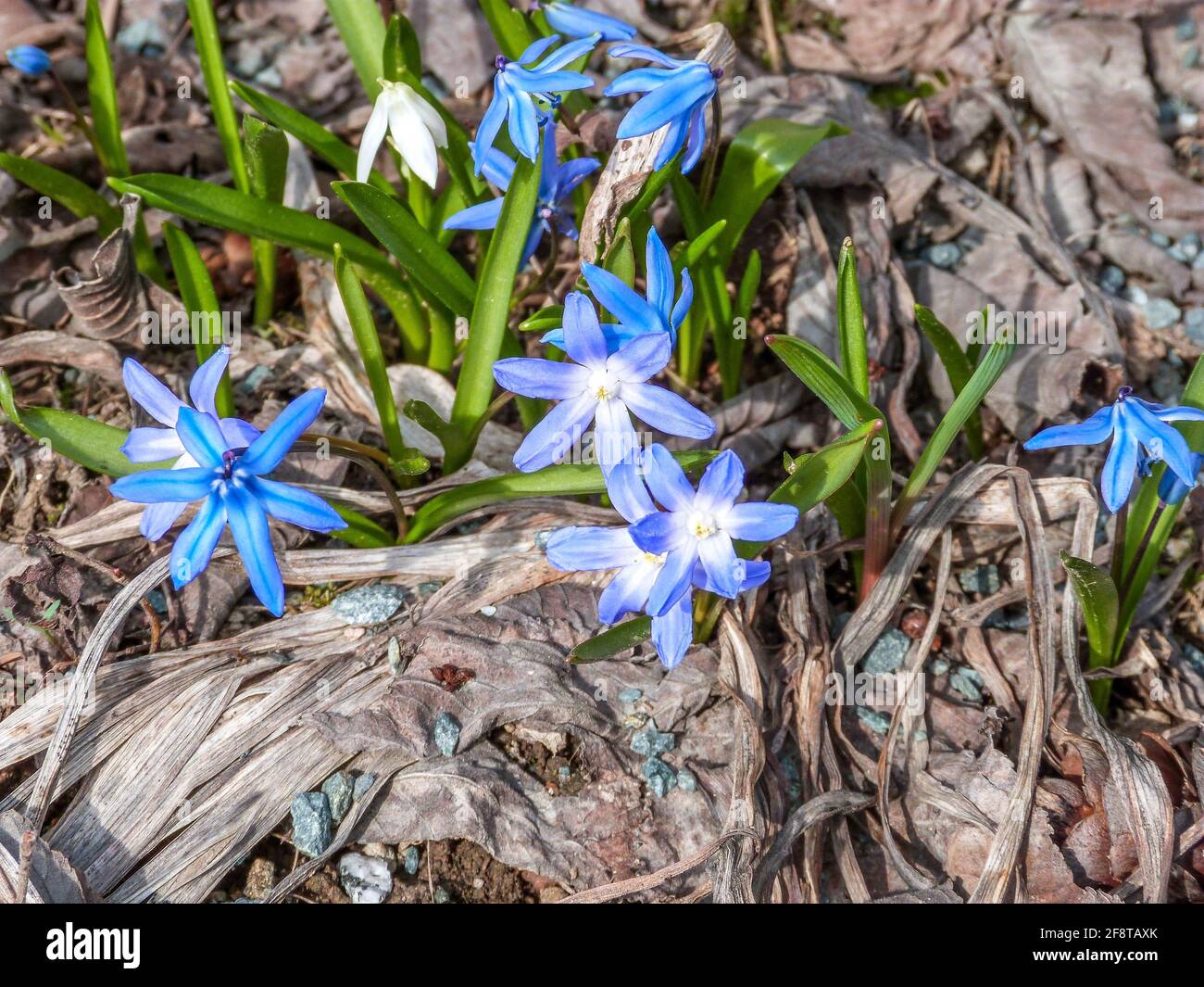 blue flowers blooming in spring in garden Stock Photo - Alamy