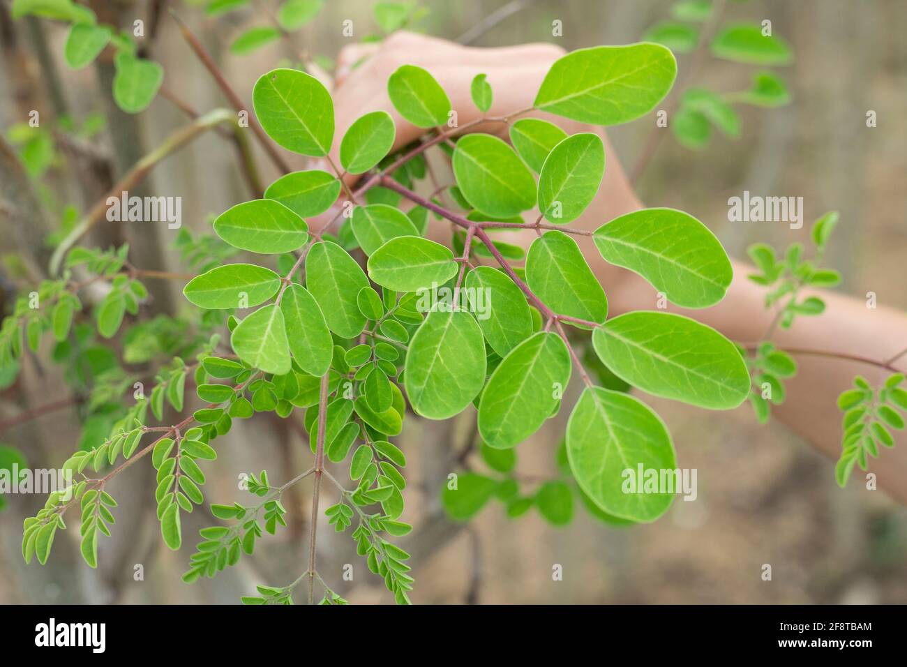 Moringa nutritional plant - Moringa oleifera Stock Photo - Alamy