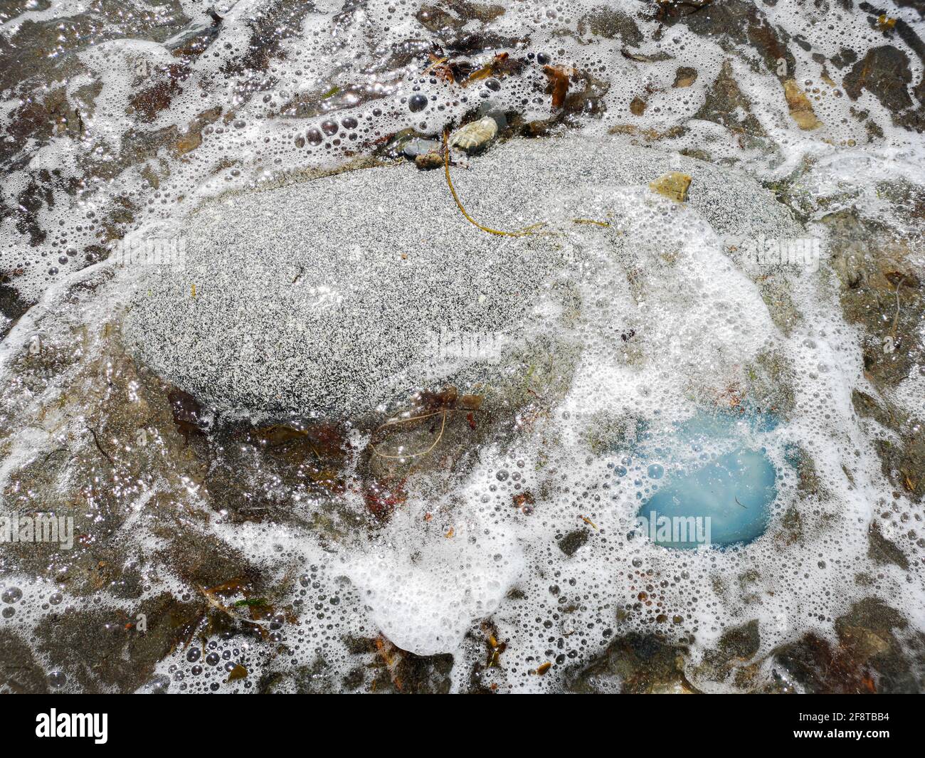 This beautiful jellyfish (Cyanea lamarckii) is often seen around the UK ...