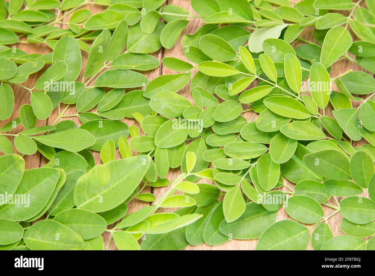 Moringa nutritional plant - Moringa oleifera Stock Photo - Alamy
