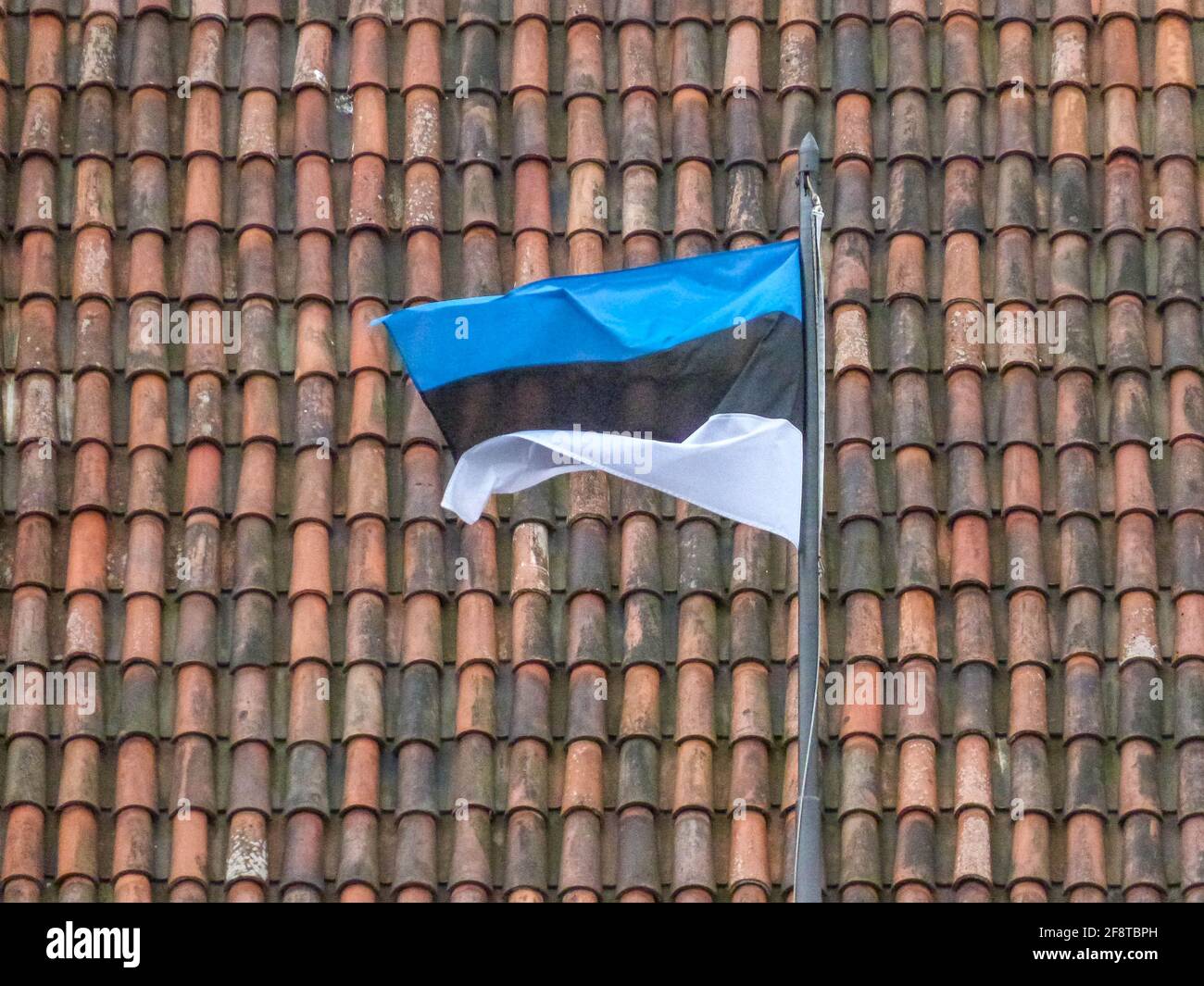 flag of estonia in front of old roof in tallinnflag of estonia in front ...