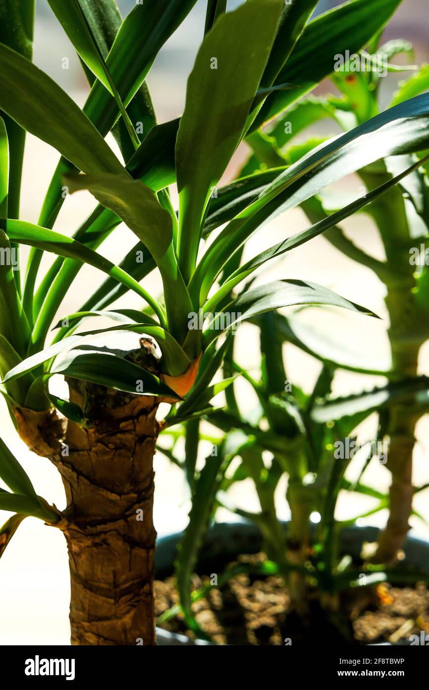 Interior plants growing in a veranda, Bron, France Stock Photo - Alamy
