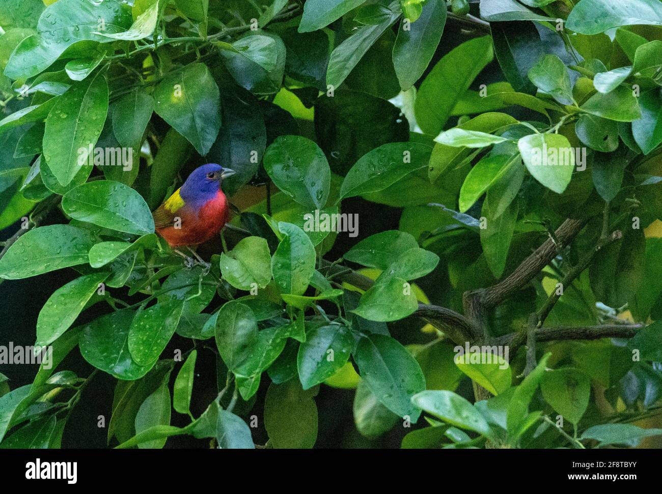 Perched on a ruby red grapefruit tree, a Colorful male painted bunting ...