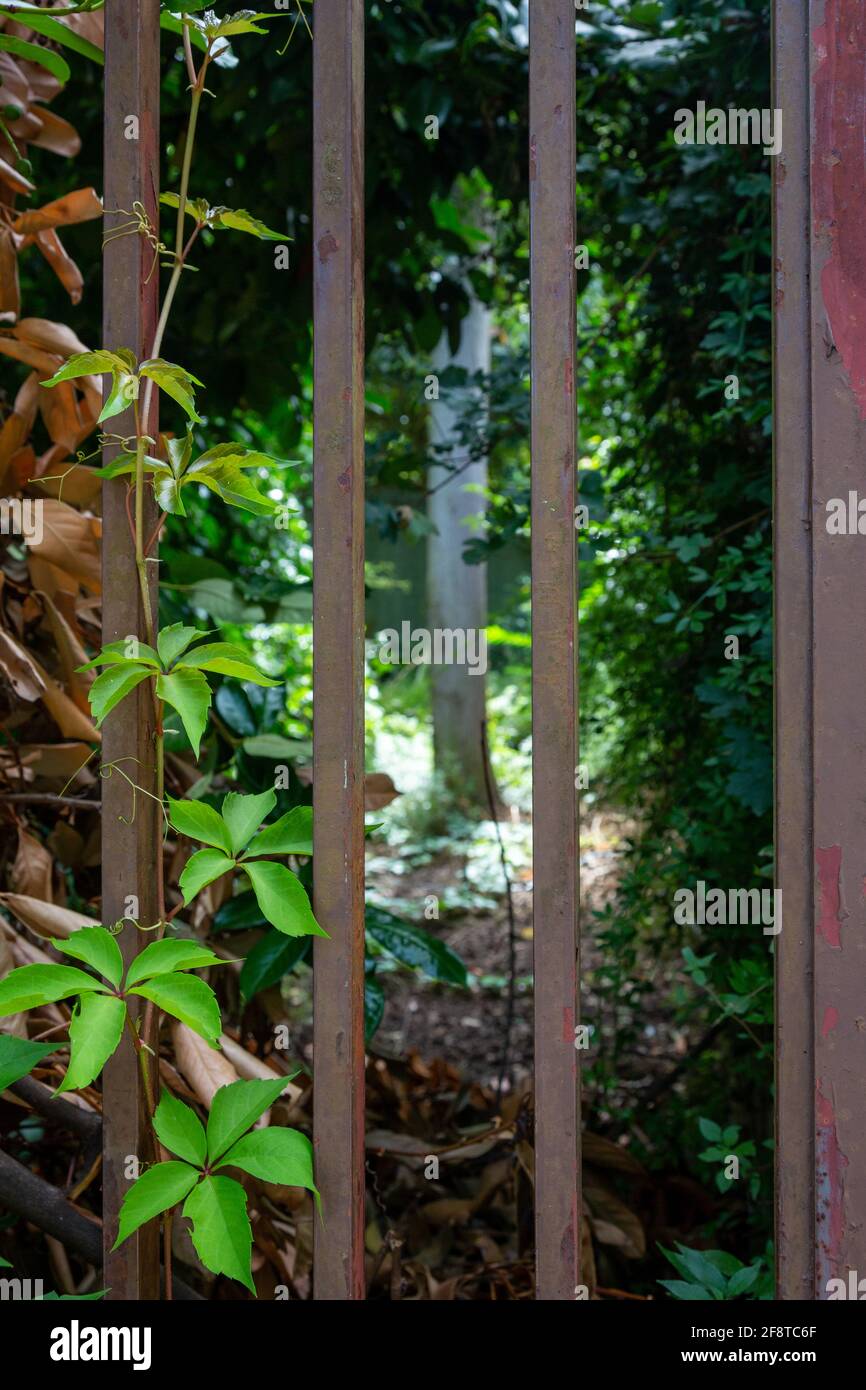 View Through a Gate with Metal Bars and Vines to a Secret Garden within ...