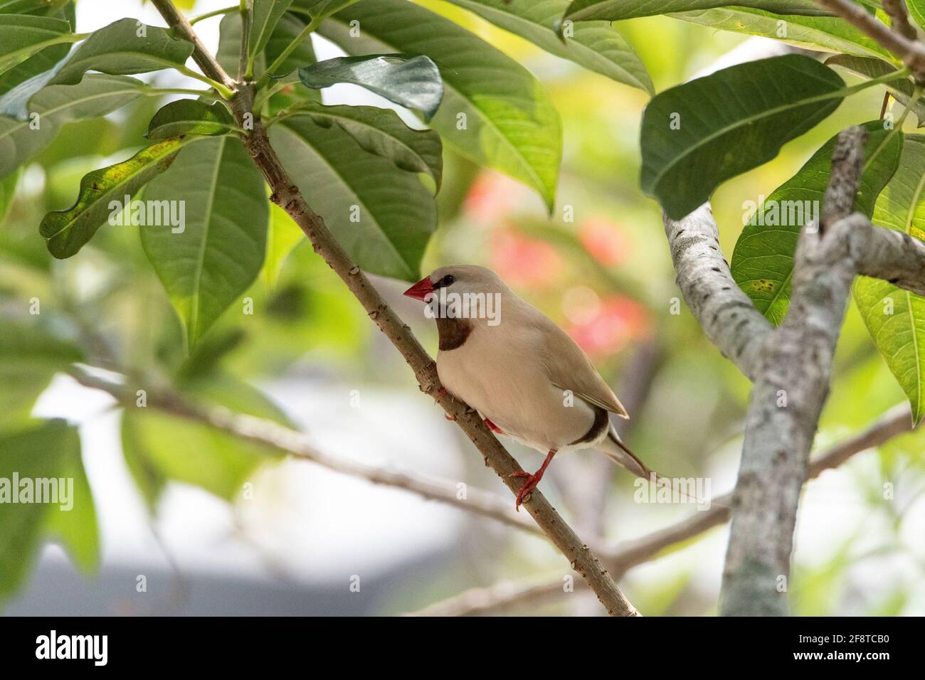 Shaft tailed finch hi-res stock photography and images - Alamy