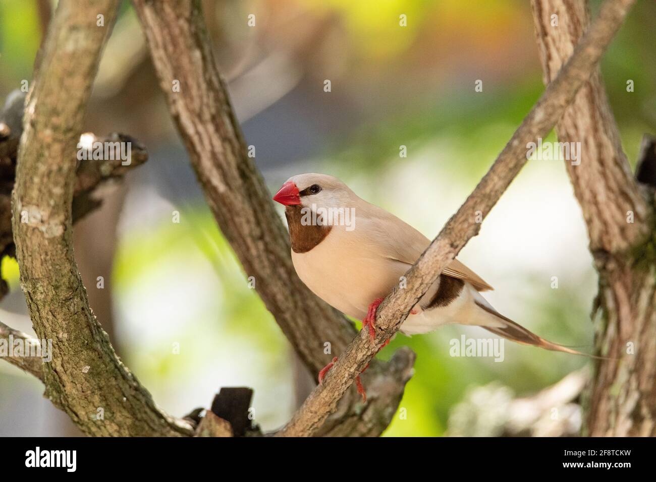 Shaft Tail Finch Cinnamon