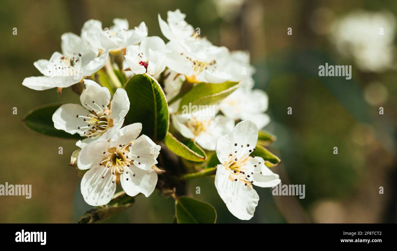 Pear tree in the garden hi-res stock photography and images - Alamy