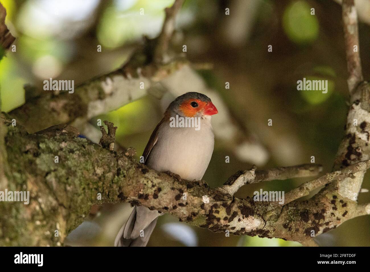 Orange cheeked waxbill bird Estrilda melpoda on a tree branch in Africa ...