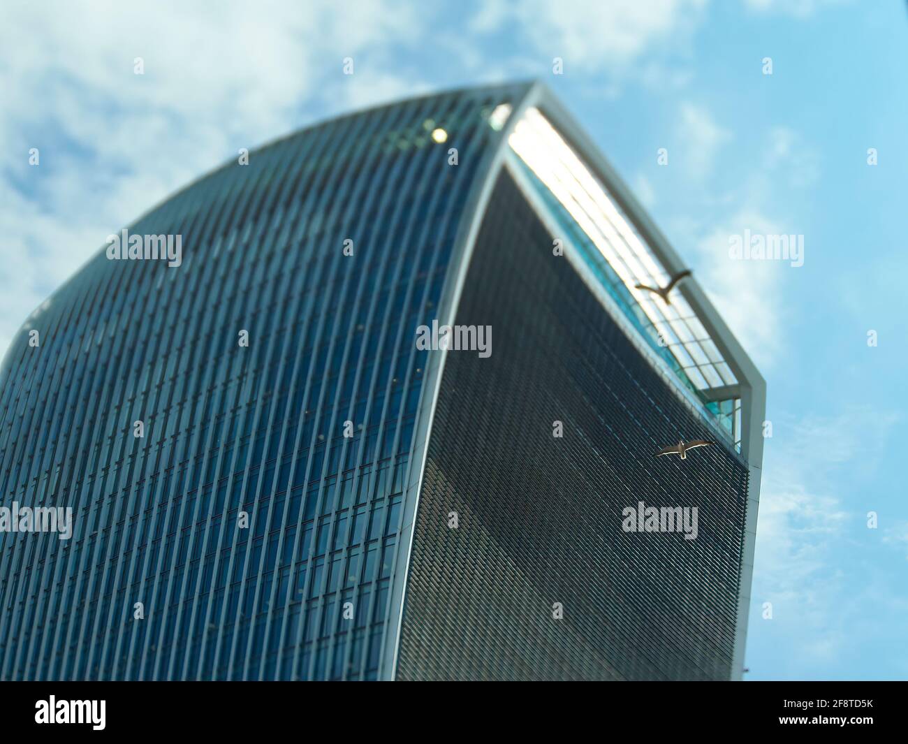A pair of gulls fly across the front of a skyscraper, ahead of a bright ...