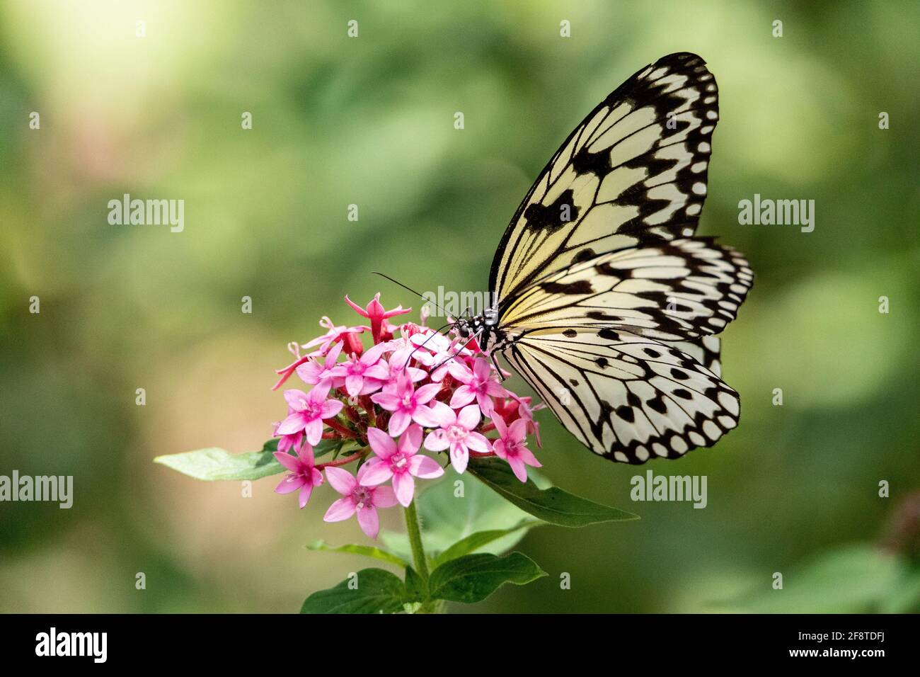 Paper kite butterfly Idea leuconoe perches on a flower in a garden in ...