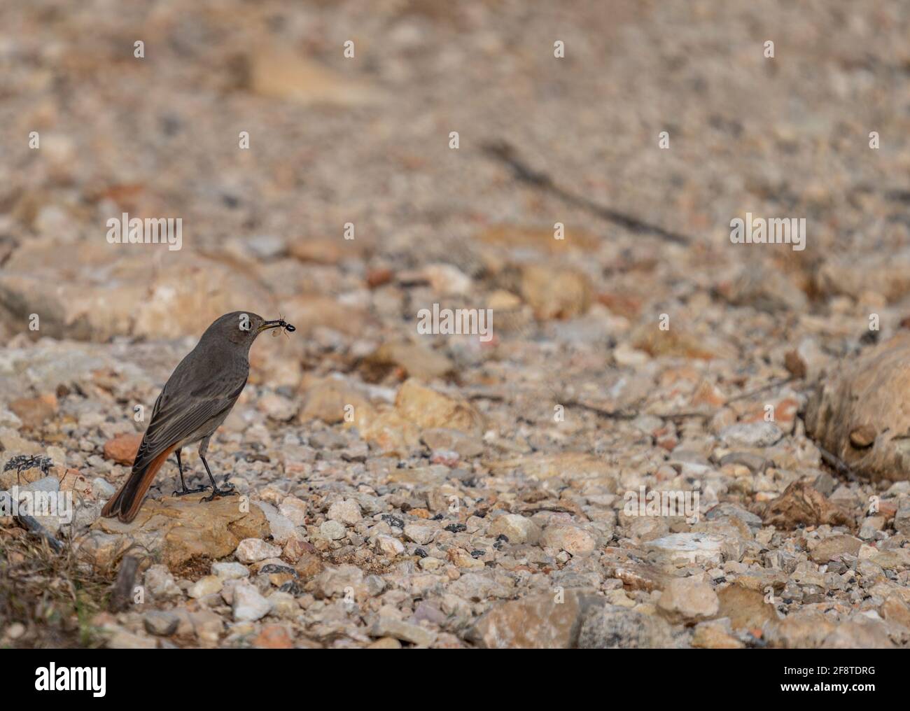 Ant bird hi-res stock photography and images - Alamy