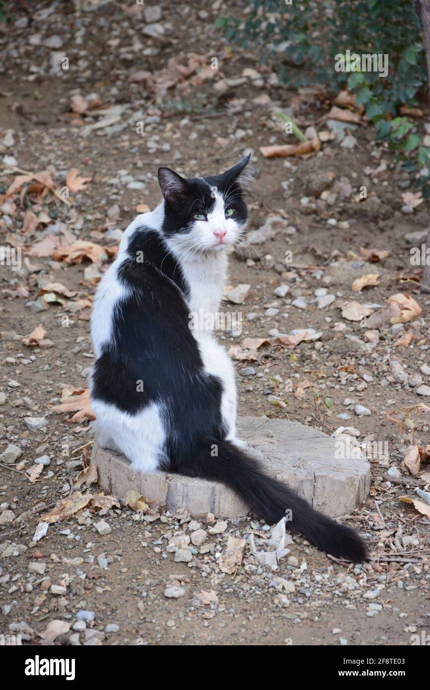 A cat in a park in Tehran, Iran Stock Photo - Alamy