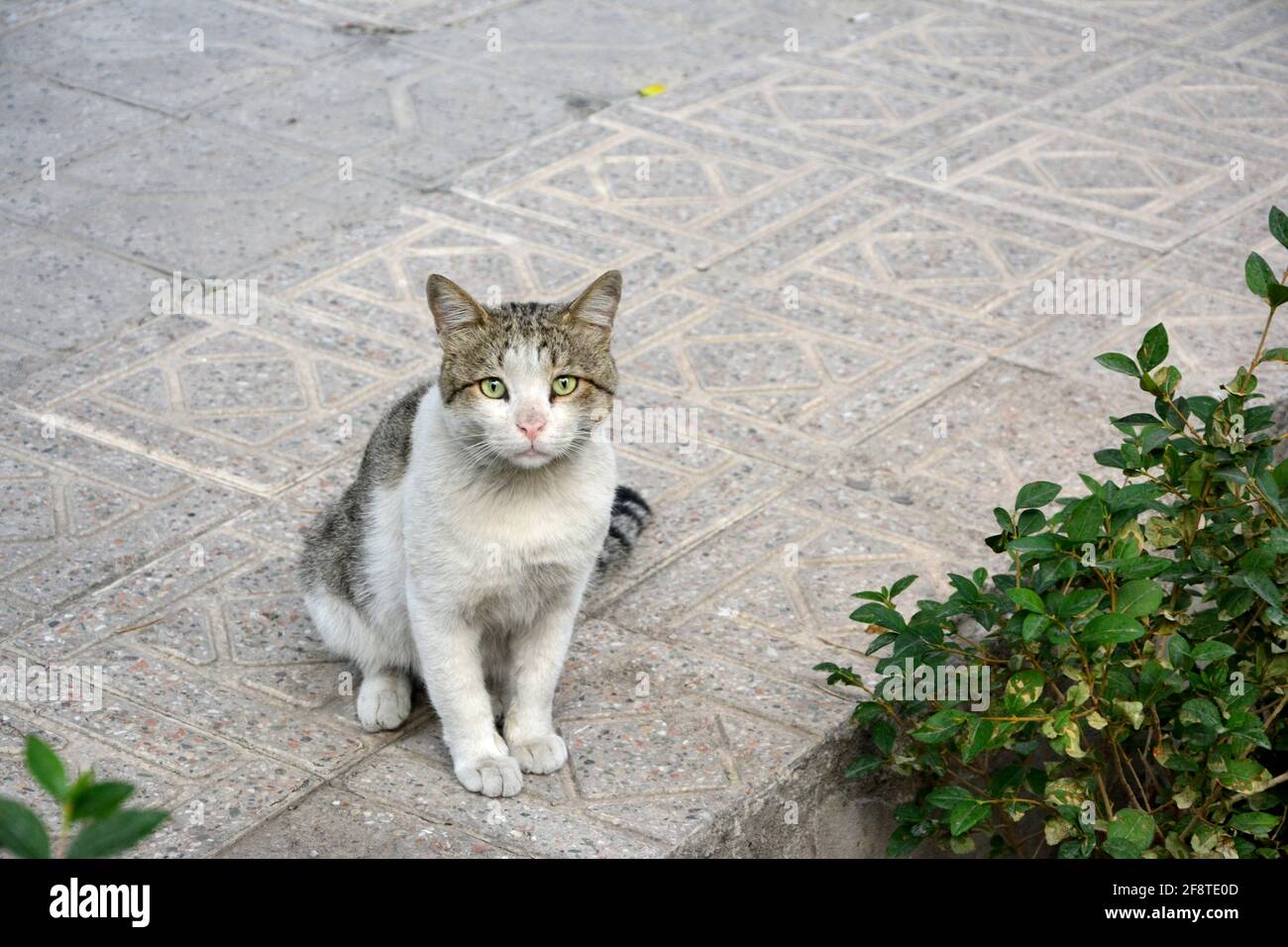 A cat in a park in Tehran, Iran Stock Photo - Alamy