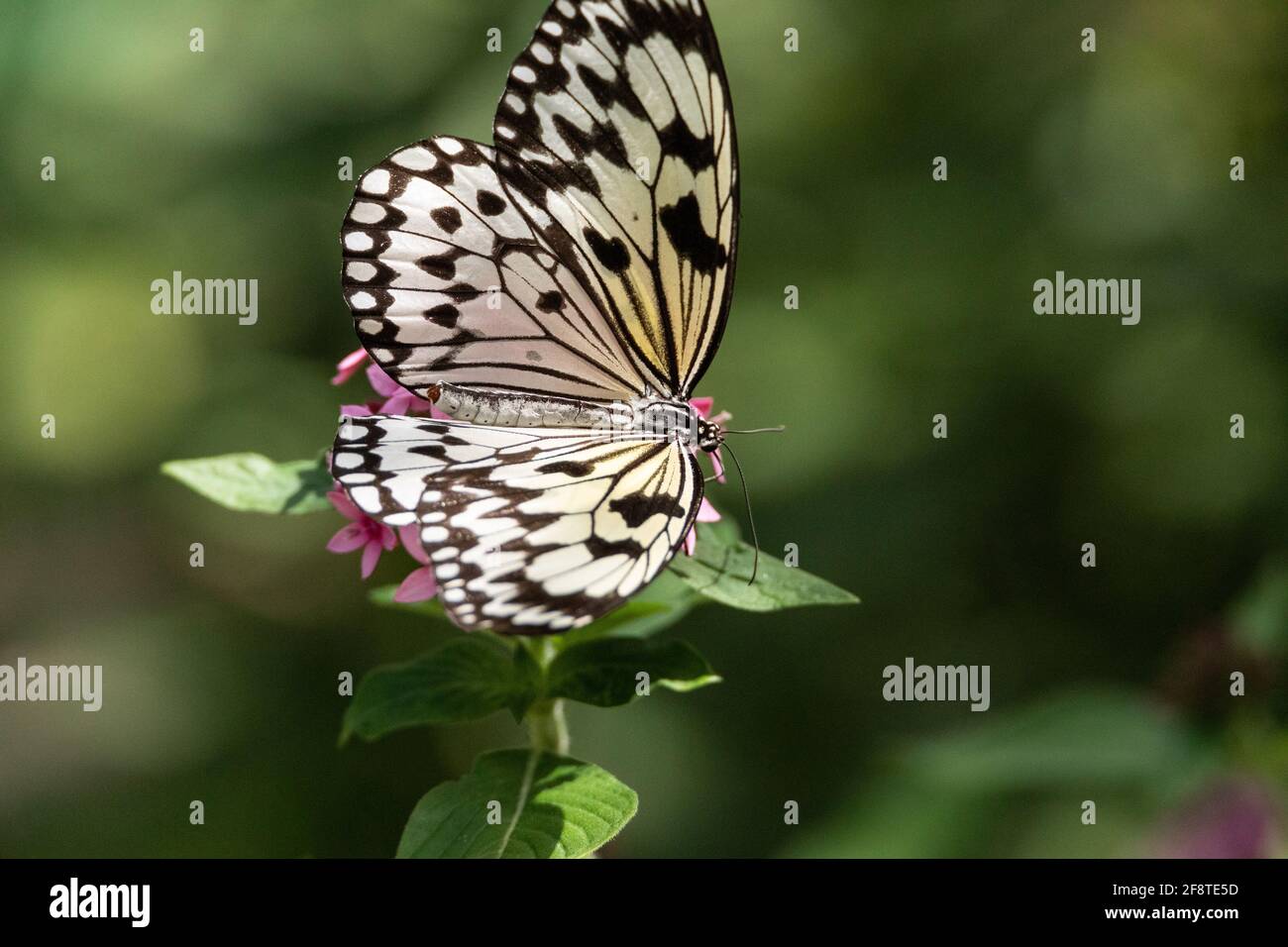 Paper kite butterfly Idea leuconoe perches on a flower in a garden in ...