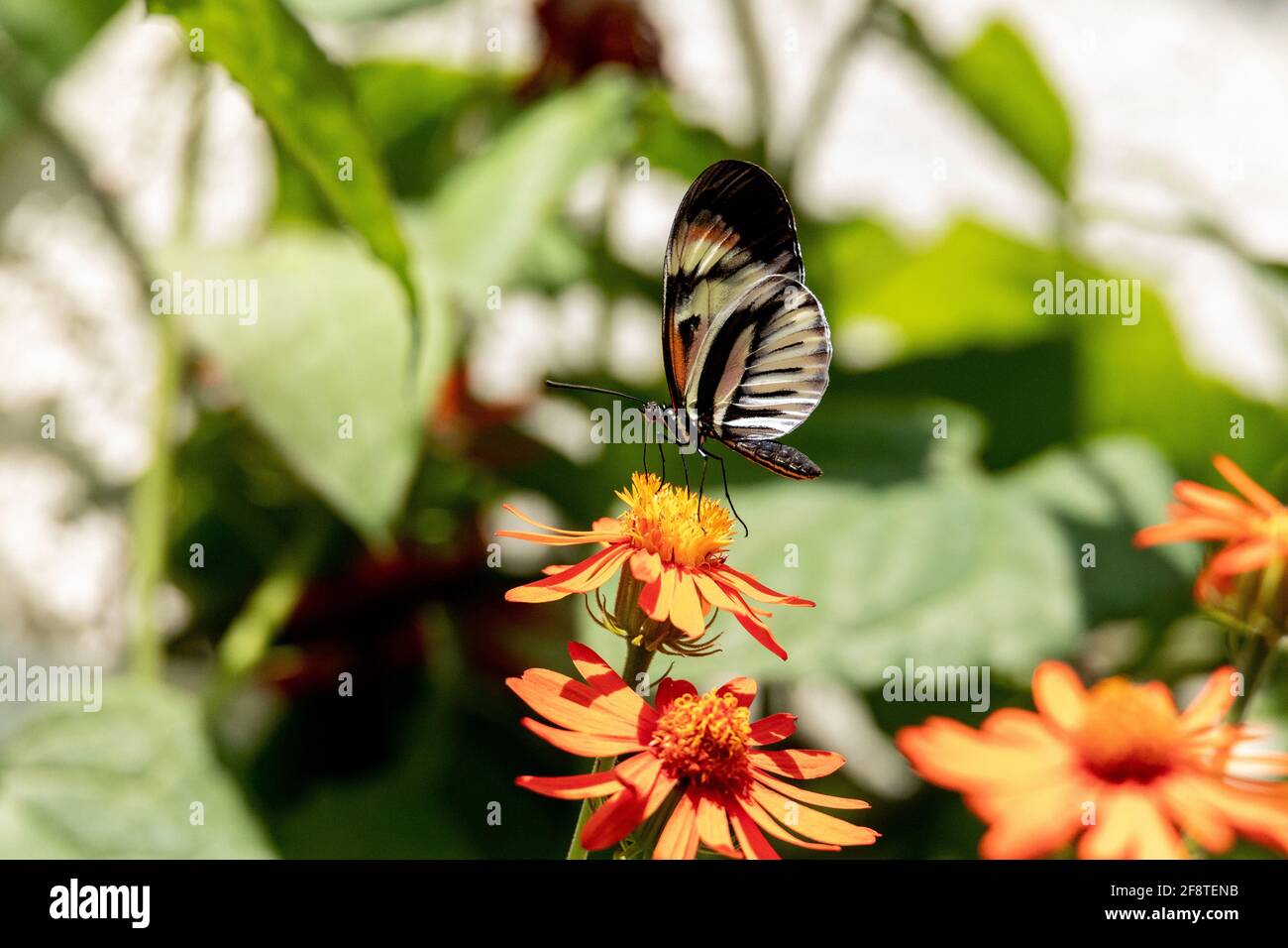 Pale pink postman butterfly Heliconius Melpomene is found throughout ...