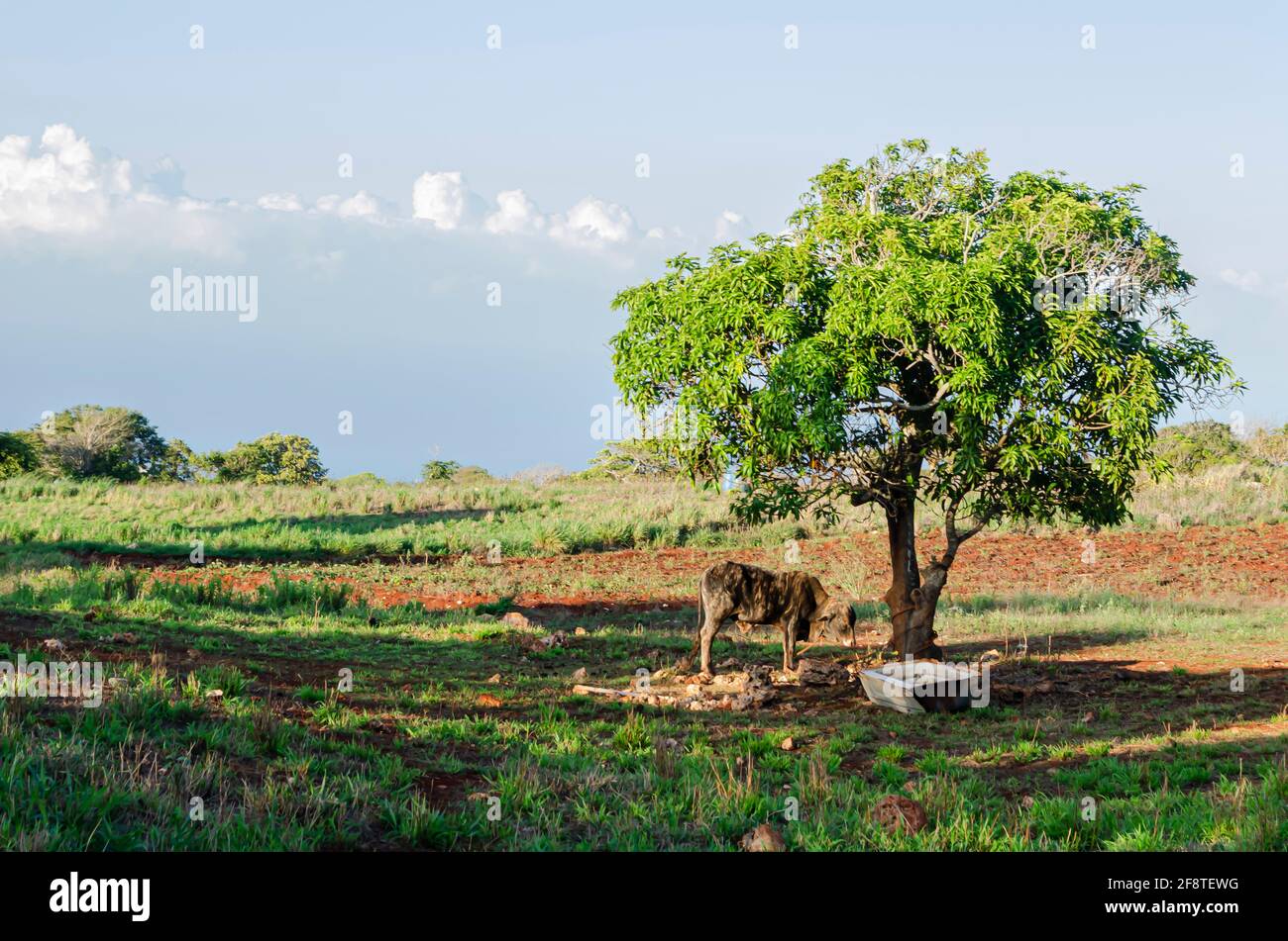 Cow under tree hi-res stock photography and images - Alamy