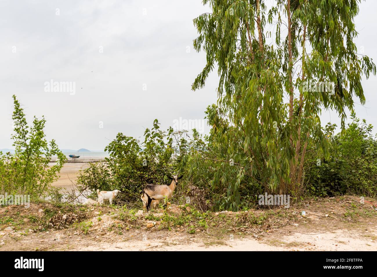 Beautiful landscape of jungle Bai Got, Quan Lan island, Bai Tu Long Bay ...